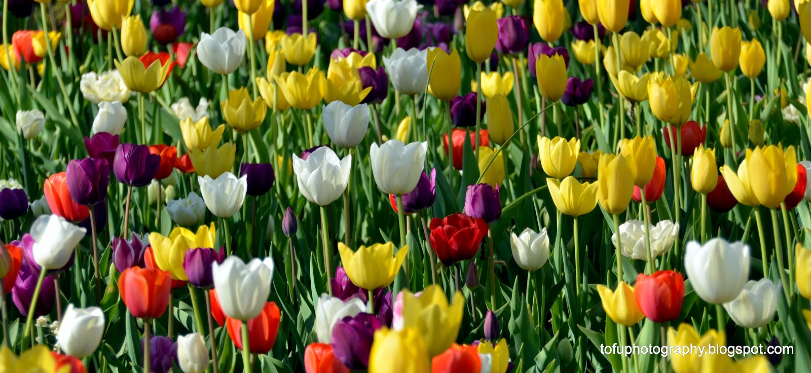 Tofu Photography: Tulips at the Floriade flower show in Canberra