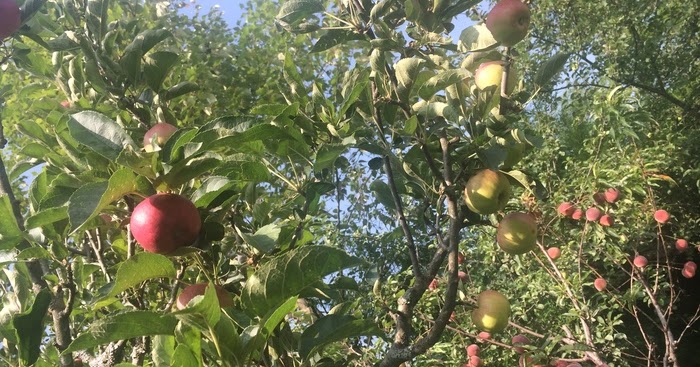 Fruits of Mukteshwar
