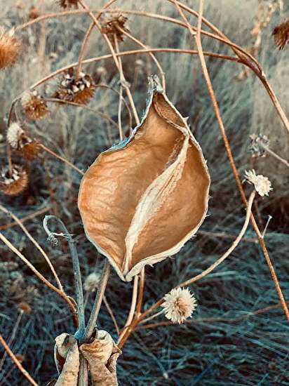 Contemporary Landscape Artists International: Nature, Botanical Fine ...