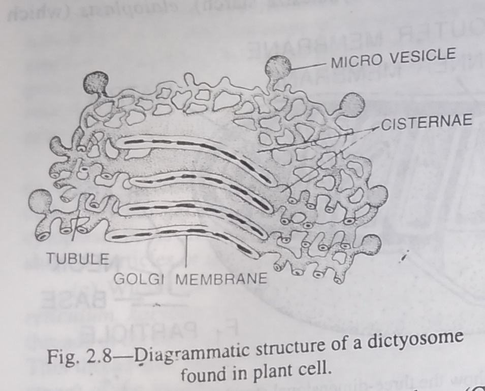 Dictyosomes-digieduco