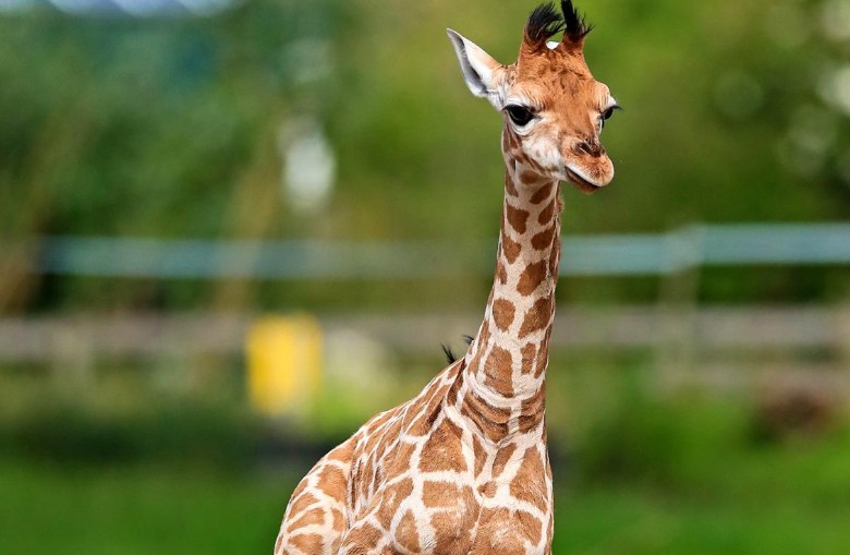 [O Dolicocéfalo] - CANTO DO CIRNE : MAMÍFERO ARTIODÁCTILO, RUMINANTE ...