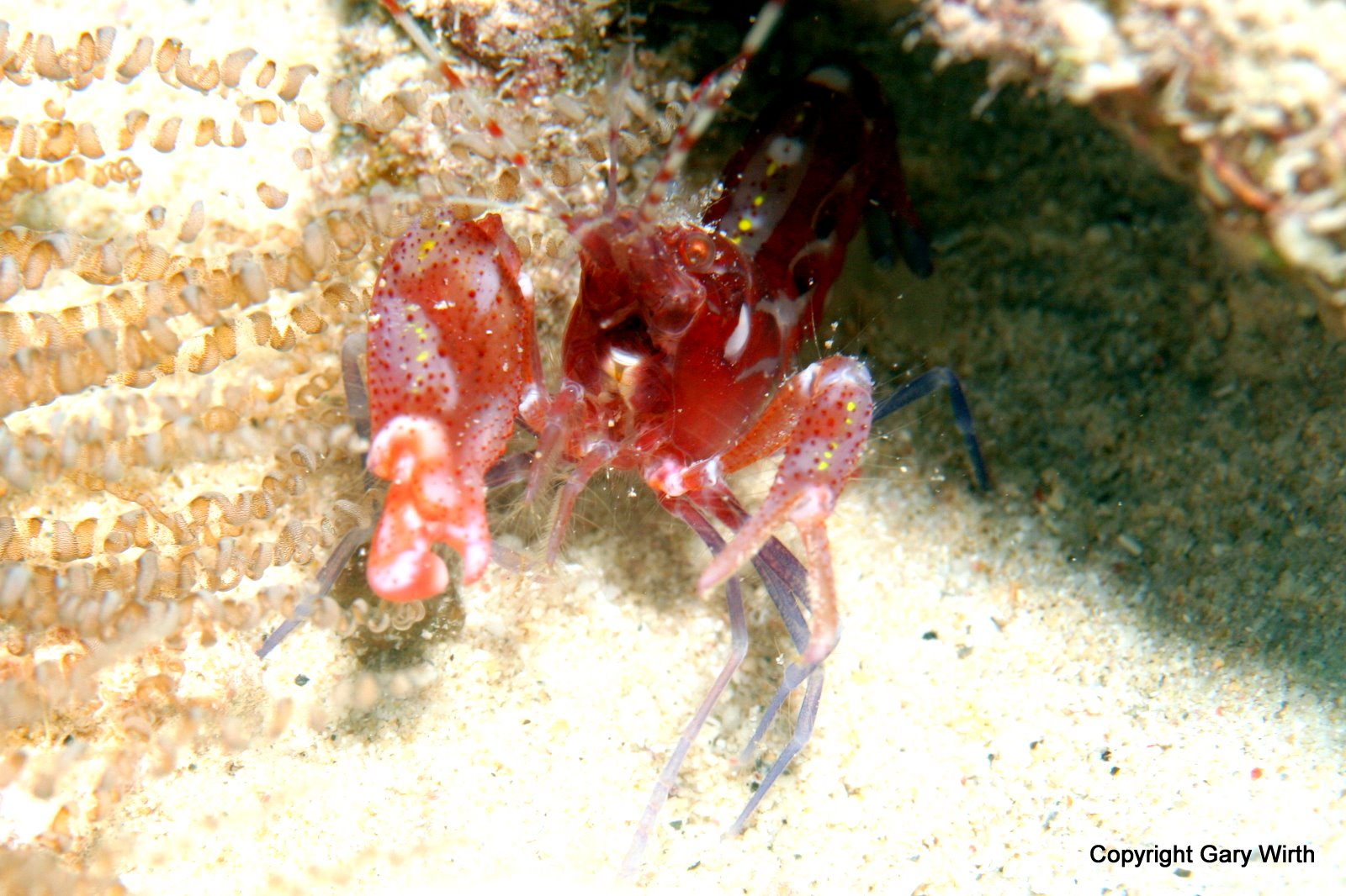 Anomalibio: Awas! Pistol Crab!