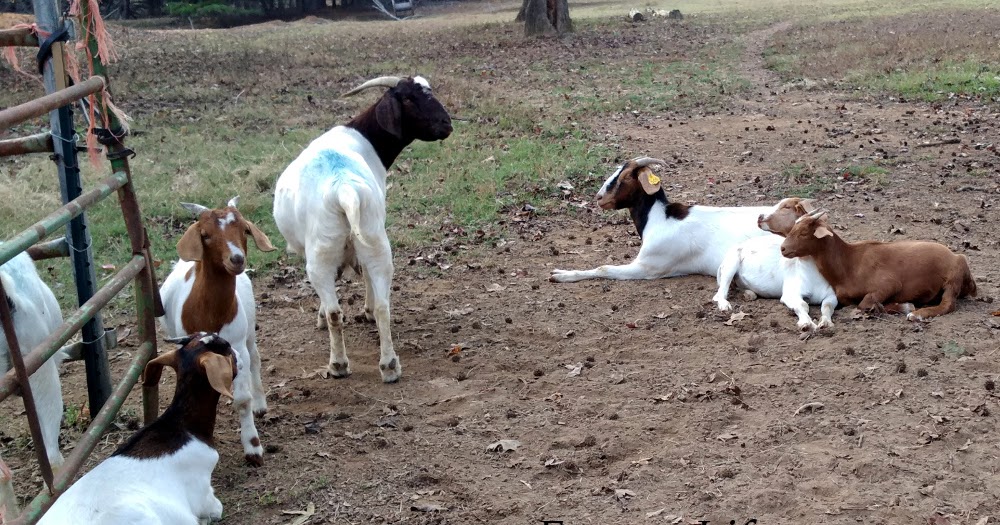 Living A Farmer's Life: Goat Catch Up Post V - Finally the last one!