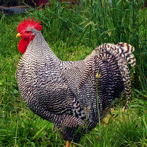 Skagit Farmers Supply ~ Back to Basics