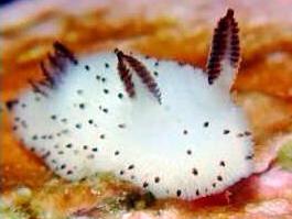Rabbit Ramblings: Bunny sea slug!