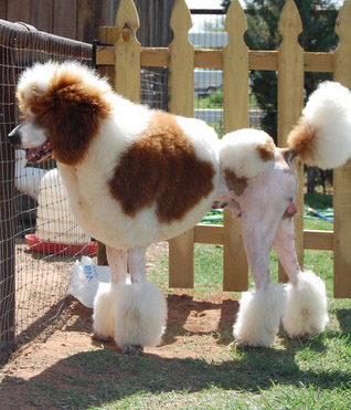 Huxtable The Poodle | Toy Poodle Blog | Parti Poodle: Parti Poodle ...