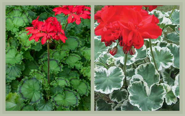 The Joy of Geraniums!