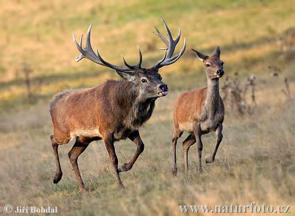 O Livro da Natureza: Cervídeos