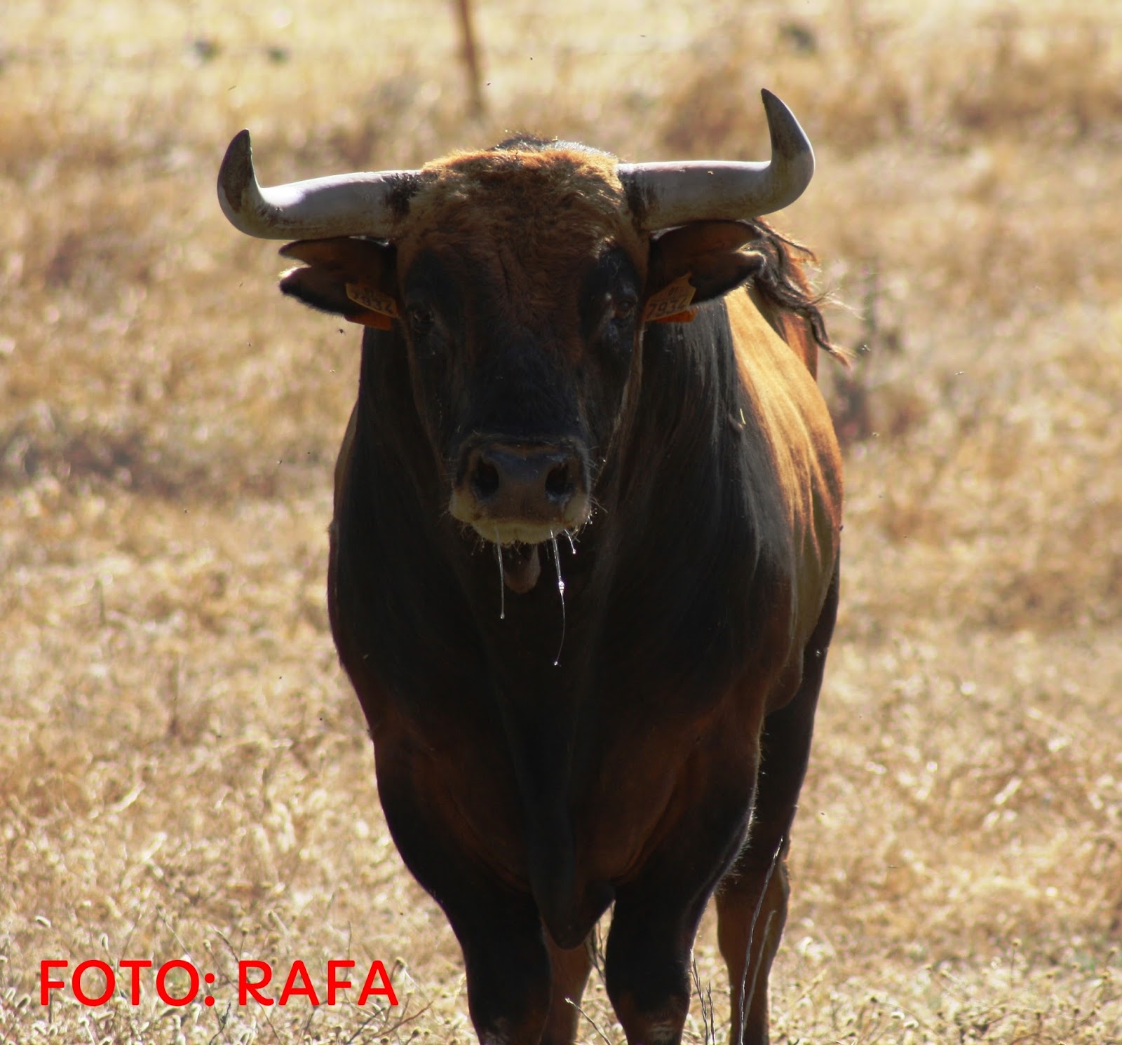 Toreo en Red Hondo: FERIA DE TAFALLA, 2016 (1): LOS TOROS DE AGUADULCE