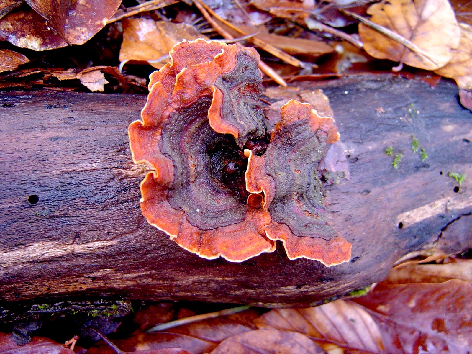 Mad Hatter: marzo 2013