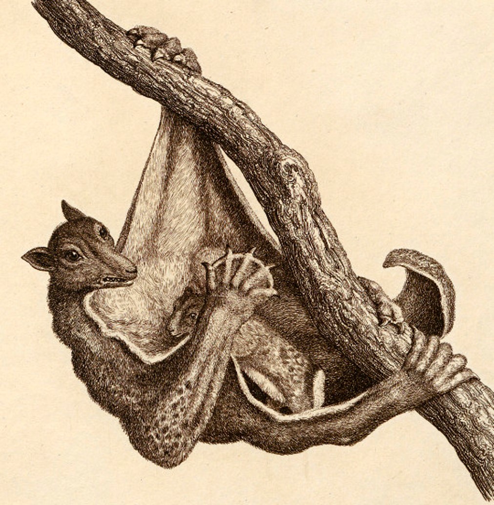 ShukerNature: WHEN FLYING CATS WERE FLYING LEMURS