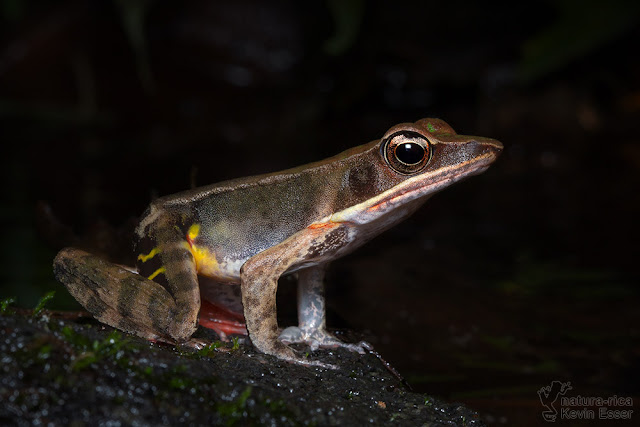 nature photography + herping : CR - Amphibians