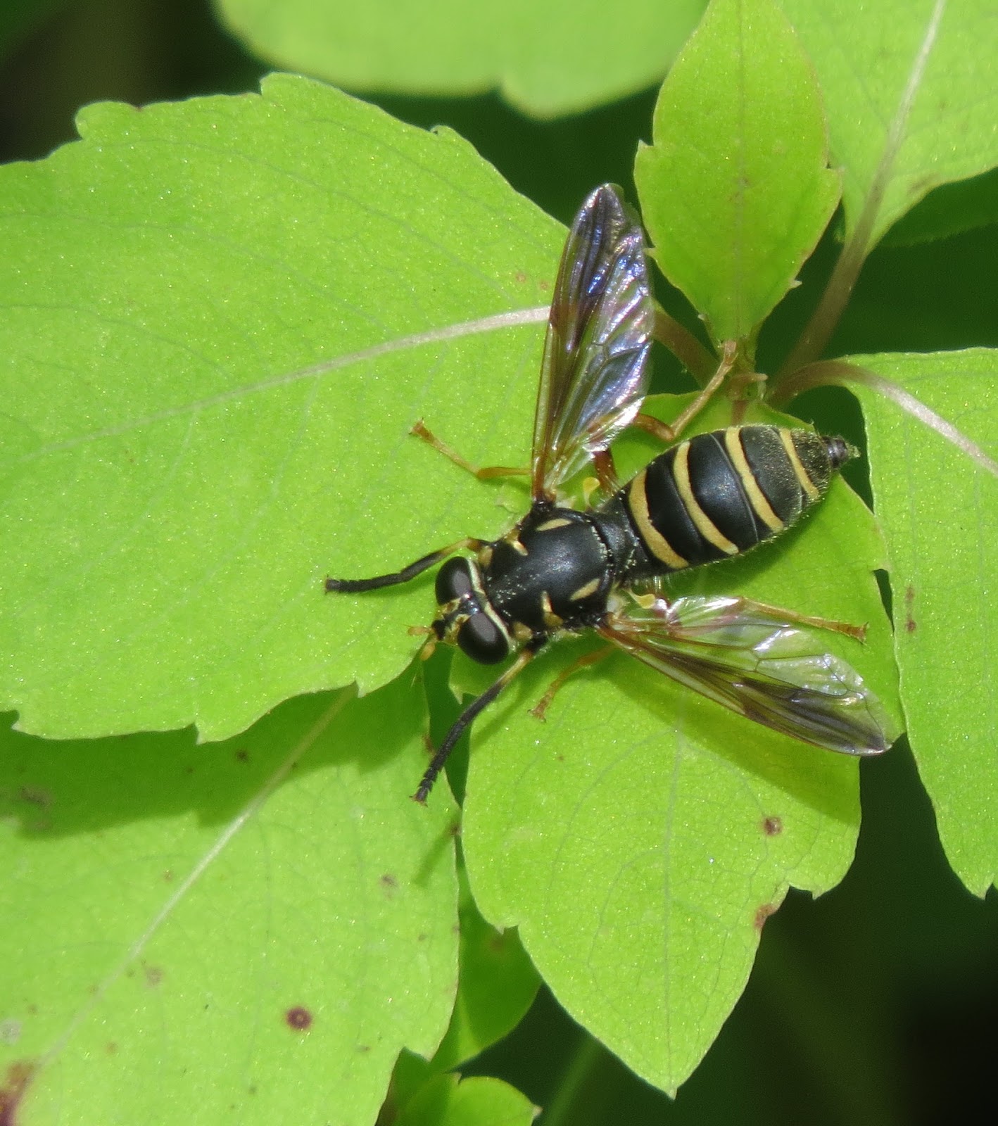 Bug Eric: Eight Illinois Wasp and Bee Mimics in Twenty Minutes