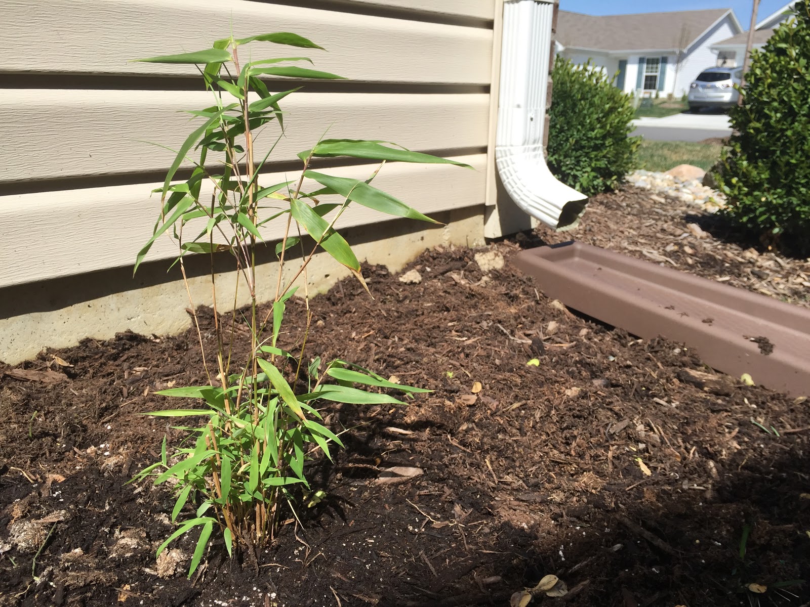 Releasing a Green Panda (Bamboo) into the Wild [Backyard Neophyte ...