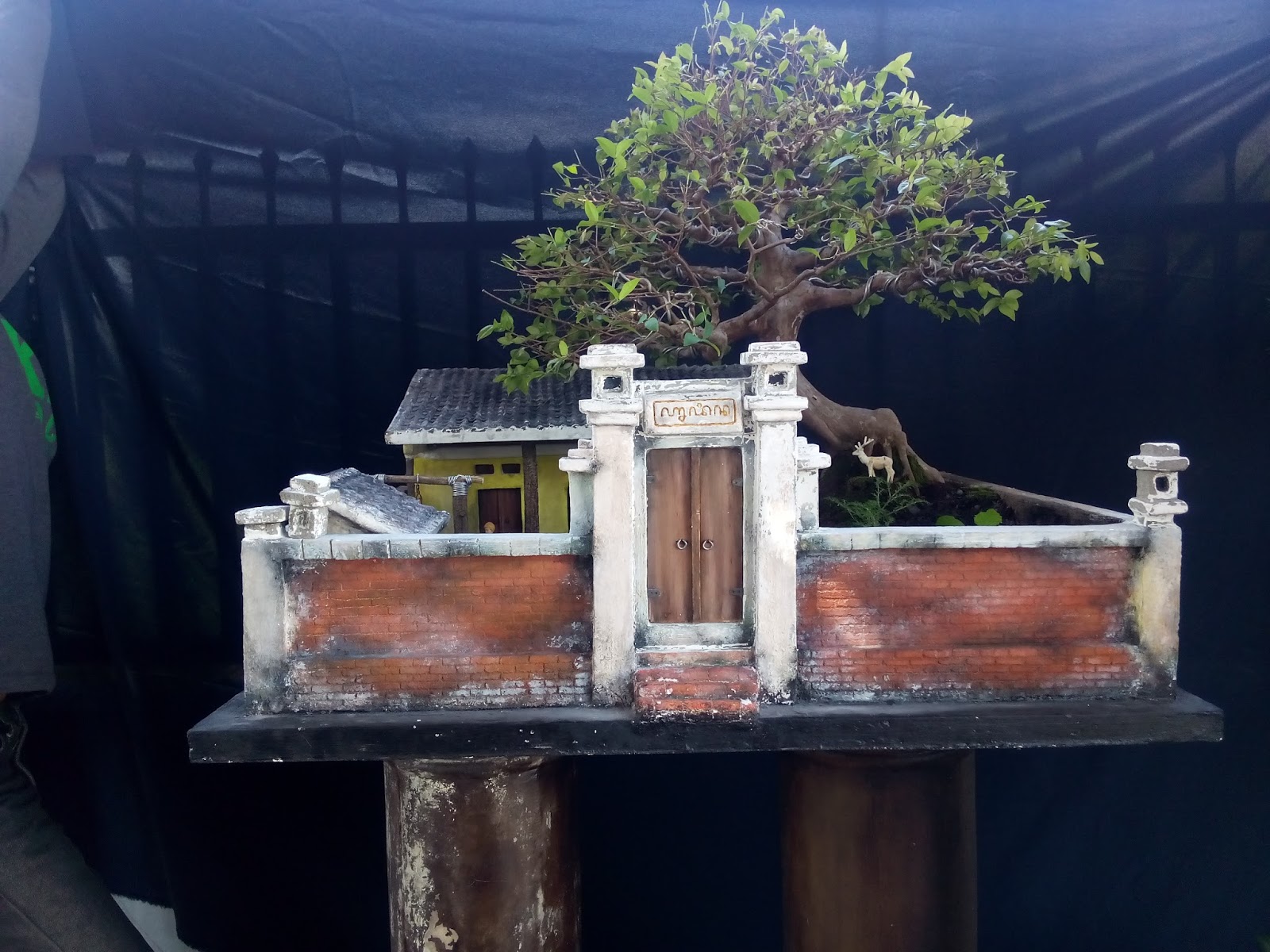 TANAMAN BONSAI BANJARMASIN: TANAMAN BONSAI KUPA LANDAK (ANGGUR BRAZIL)