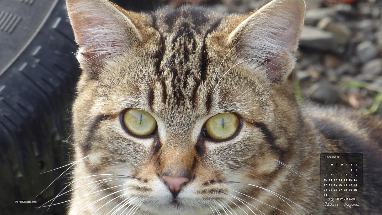 December Cat of the Month Wallpaper - Tabby Eyes
