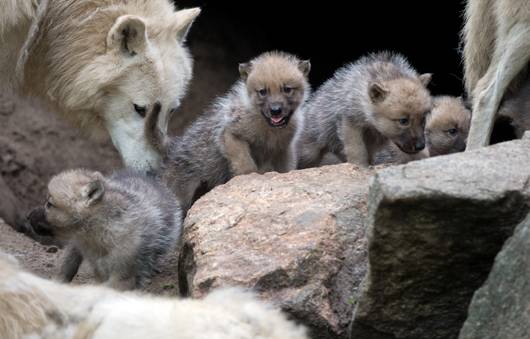 White Wolf : Stunning Images Showcase the Cuteness of Fluffy Arctic ...