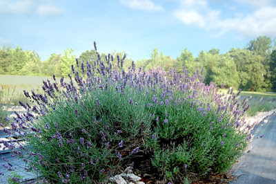 Sunshine Lavender Farm: Time to Prune the Lavender!