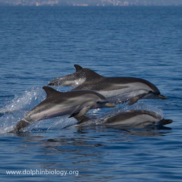 Dolphin Biology and Conservation: Moving together