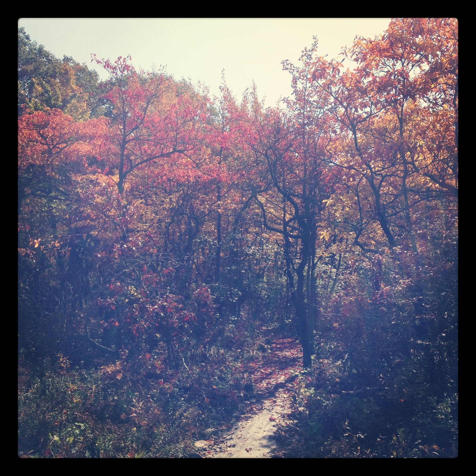 NEPA Mountain Biking: Eales Preserve at Moosic Mountains