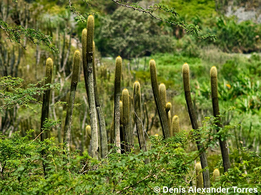 VISION TORRES - IMAGENES DE NUESTRO MUNDO: LOS VALLES SECOS DE MÉRIDA ...