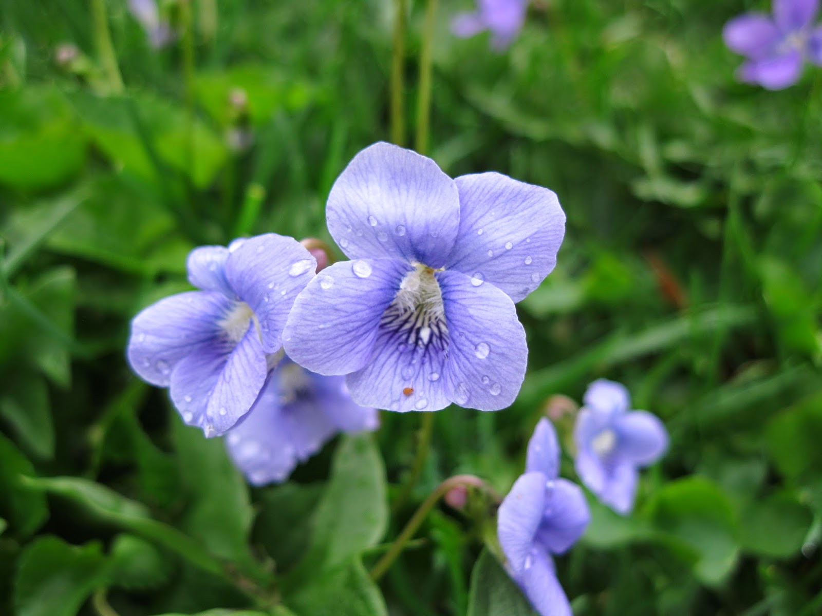 Apron History: Sweet Violets
