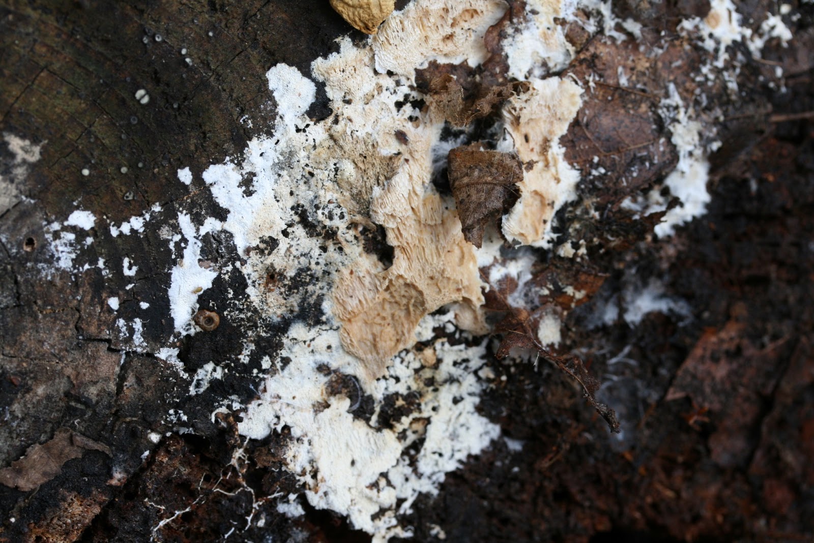 Champignons: Comprendre, Préserver et Trouver les champignons comestibles.