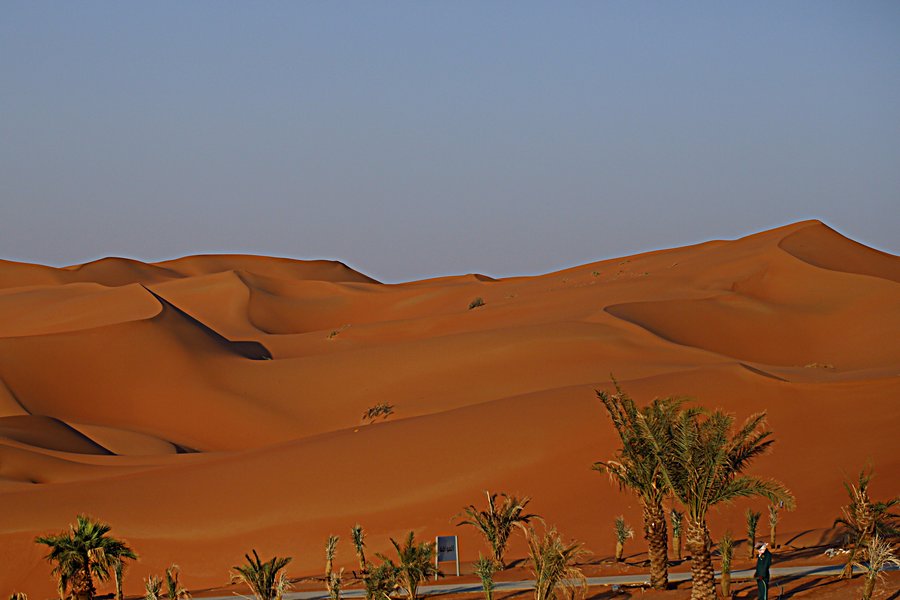 Birds of Saudi Arabia: Shaybah - Rub al Khali