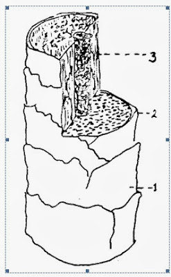 Susunan Susunan Elemen Rambut Manusia | Puramoz Shared