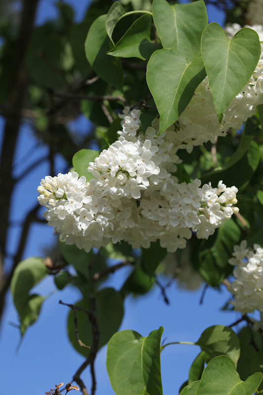 Garden Living: Velduftende syriner