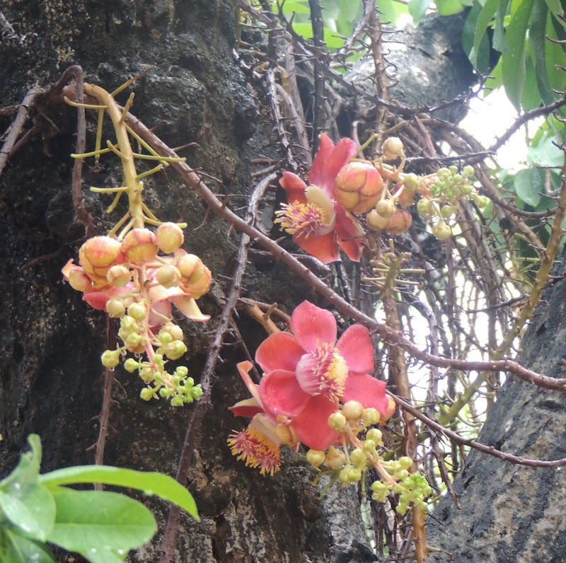 The Nagaraja Temple, Nagercoil