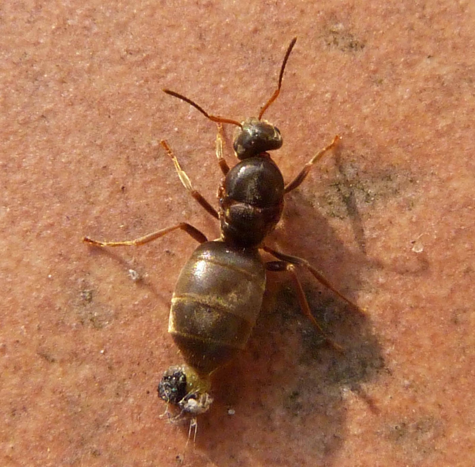 Insects of Scotland: Bees/Wasps/Ichneumons/Sawflies/Ants