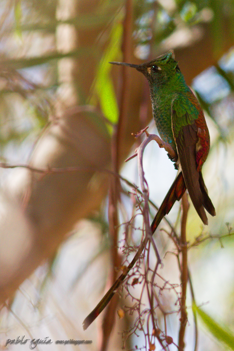 mis fotos de aves: Sappho sparganurus Picaflor Cometa Red-tailed Comet