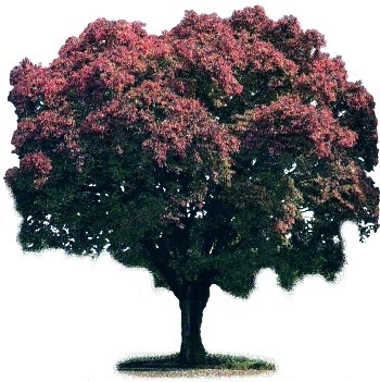 Castanha Sapucaia (Lecythis pisonis) ~ Klima Naturali™