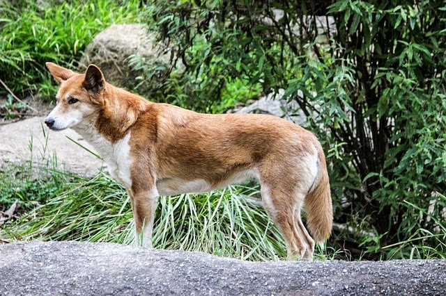 World of Wildlife: Dingo Facts