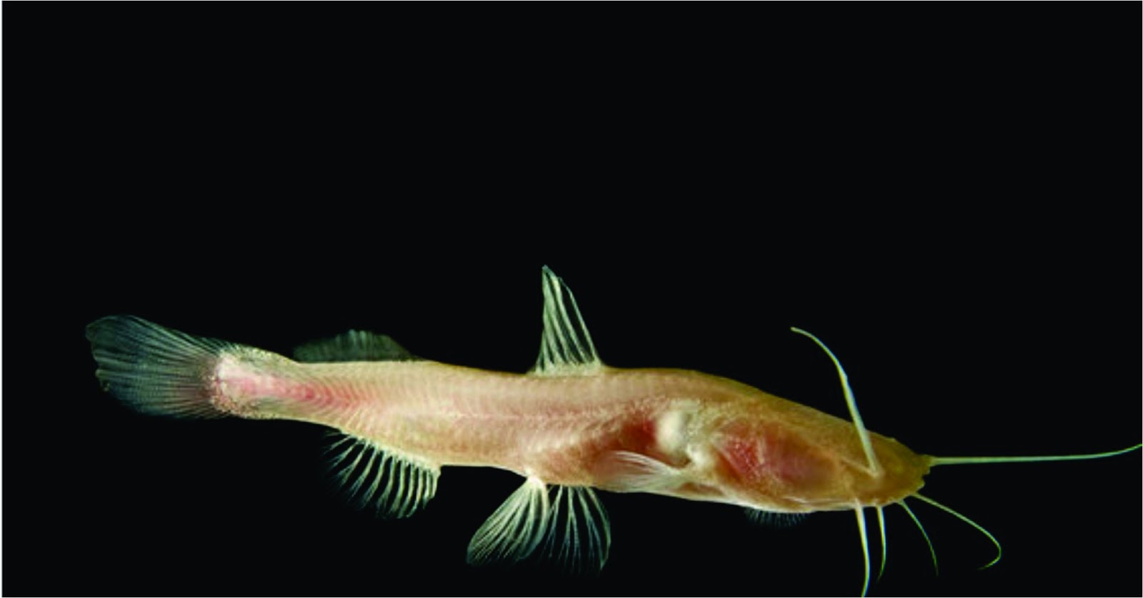 Guano Speleo : Ciência no escuro