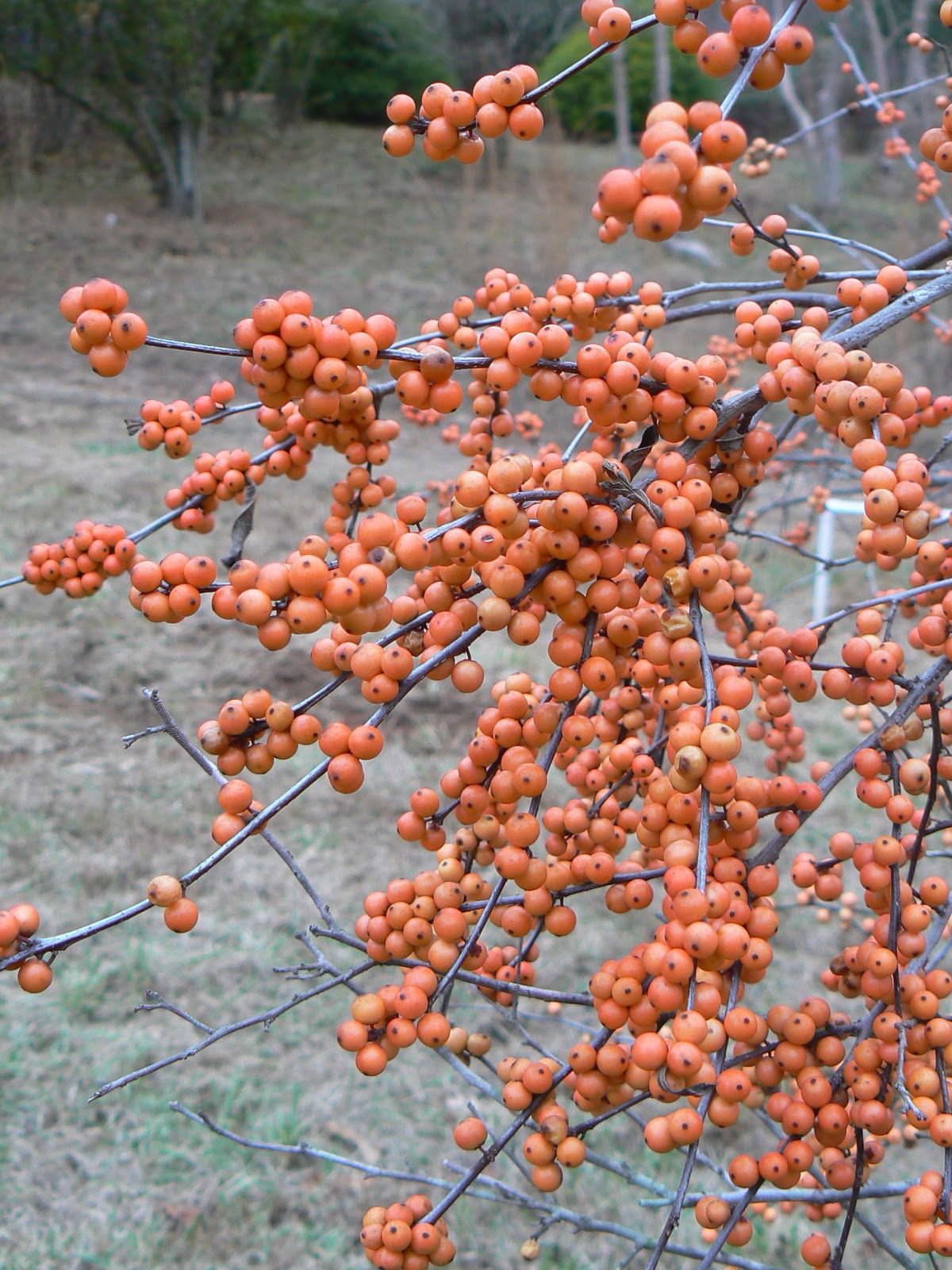 Garden Photo Today: The year of the golden holly