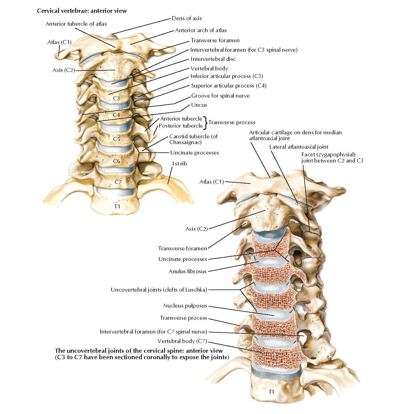 Cervical Vertebrae: Uncovertebral Joints Anatomy - pediagenosis