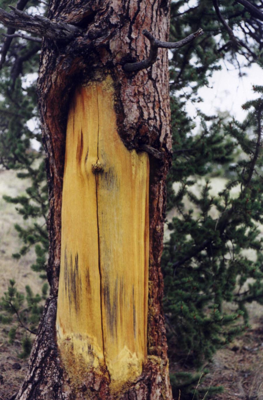 Colorado Earth Science: Living Archaeology: Culturally Scarred Trees ...