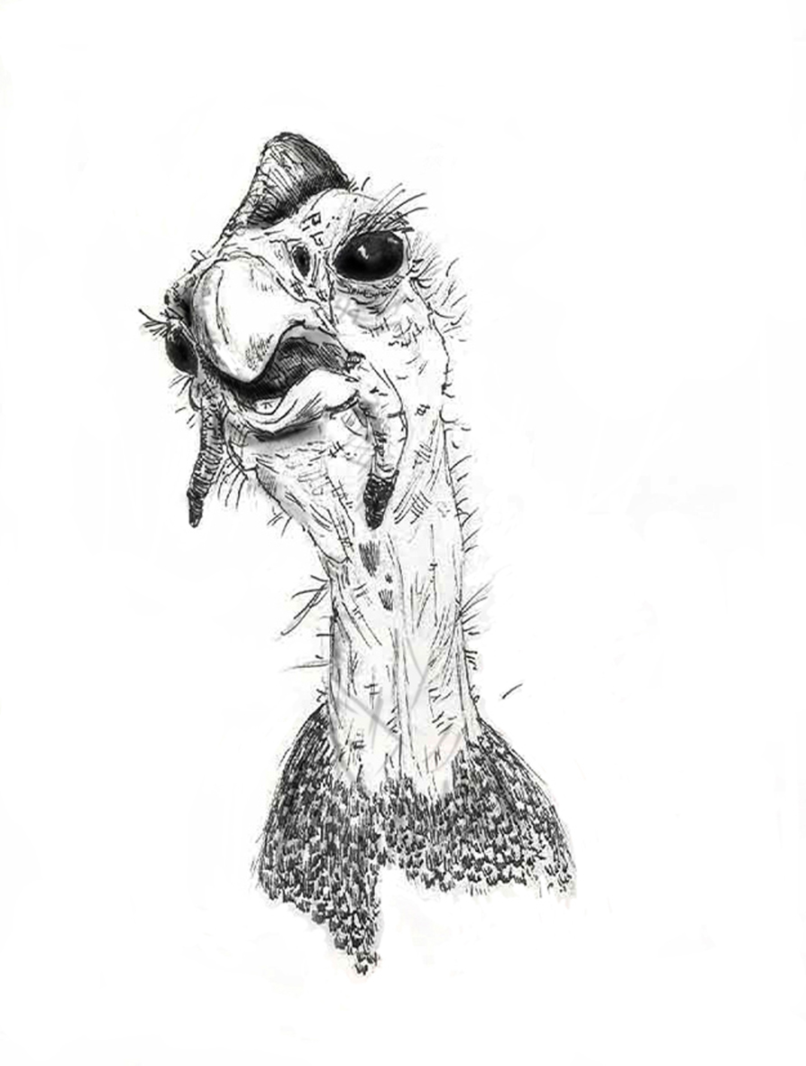 Ben Rothery Illustrator: edited birds