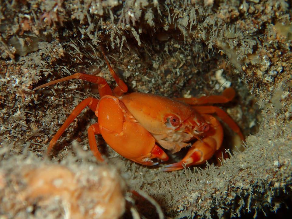 Biodiversity of Cyprus by NGO Protection of the Natural Heritage and ...