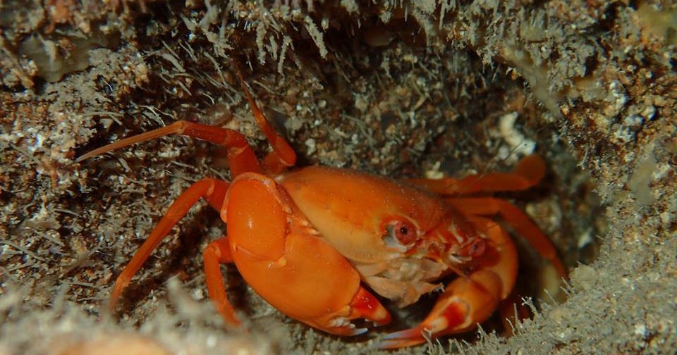 Biodiversity of Cyprus by NGO Protection of the Natural Heritage and ...