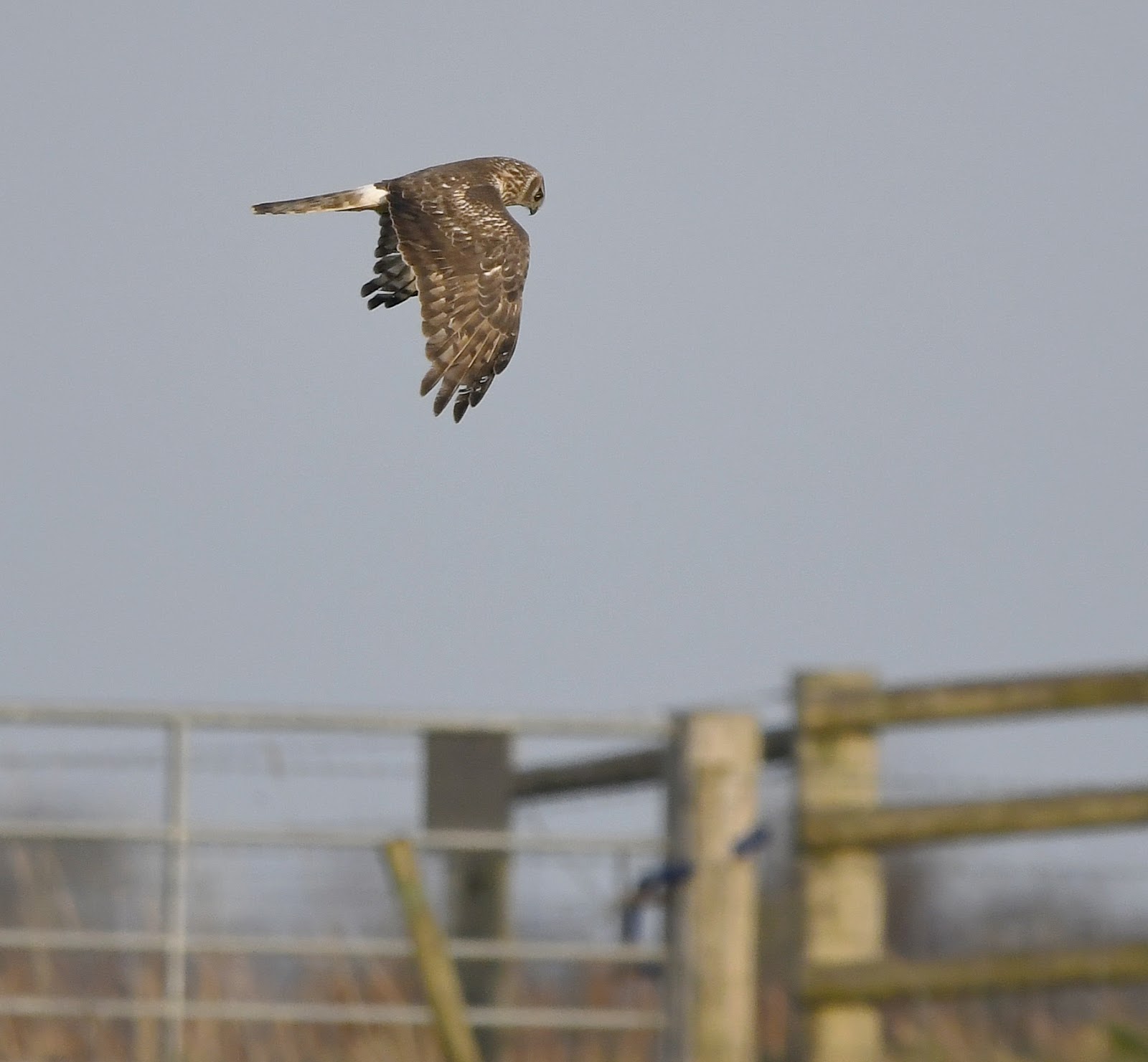 Carl Bovis Nature Photography: Hen Harrier, Merlin and Short Eared Owls ...