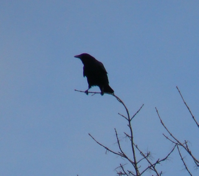 Weedpicker's Journal:: A Cawing of Crows