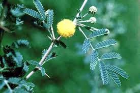 PALE CATECHU - Health And Physical Fitness