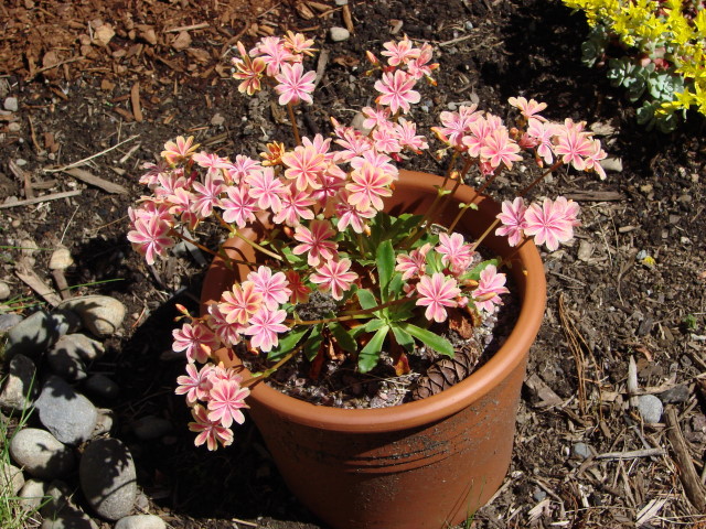 The Conservative Kitchen Table: Here's What's Blooming