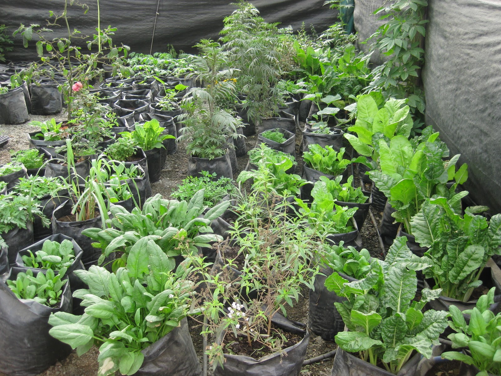 AGRICULTURA URBANA: PRODUCCION DE HORTALIZAS Y PLANTAS AROMATICAS