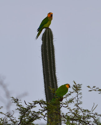Hiking Curaçao - Flora and Fauna: Cacti of Curaçao