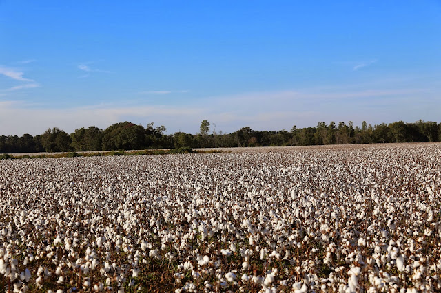 Sweet Southern Days: Cotton Pickin' Time in South Georgia