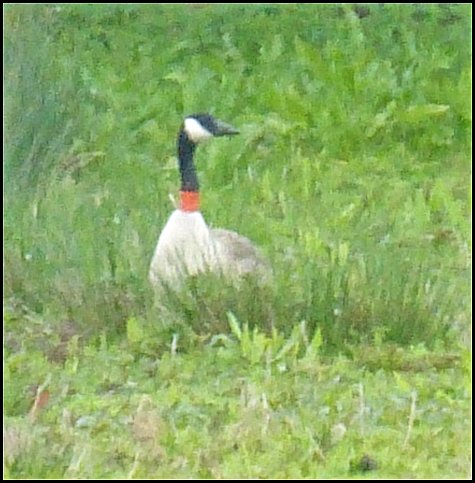 Wild and Wonderful: Canada Goose with Orange Band, Pakenham Mill